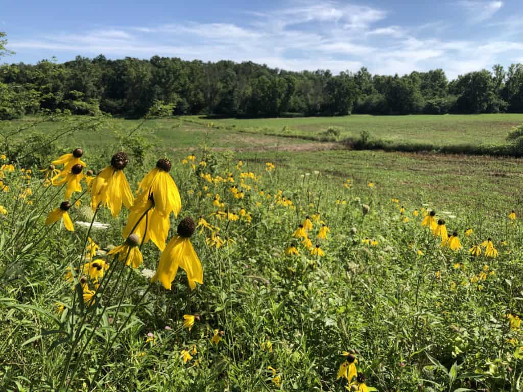 The Incredible Value of Native Food for Bobwhites - Land & Legacy