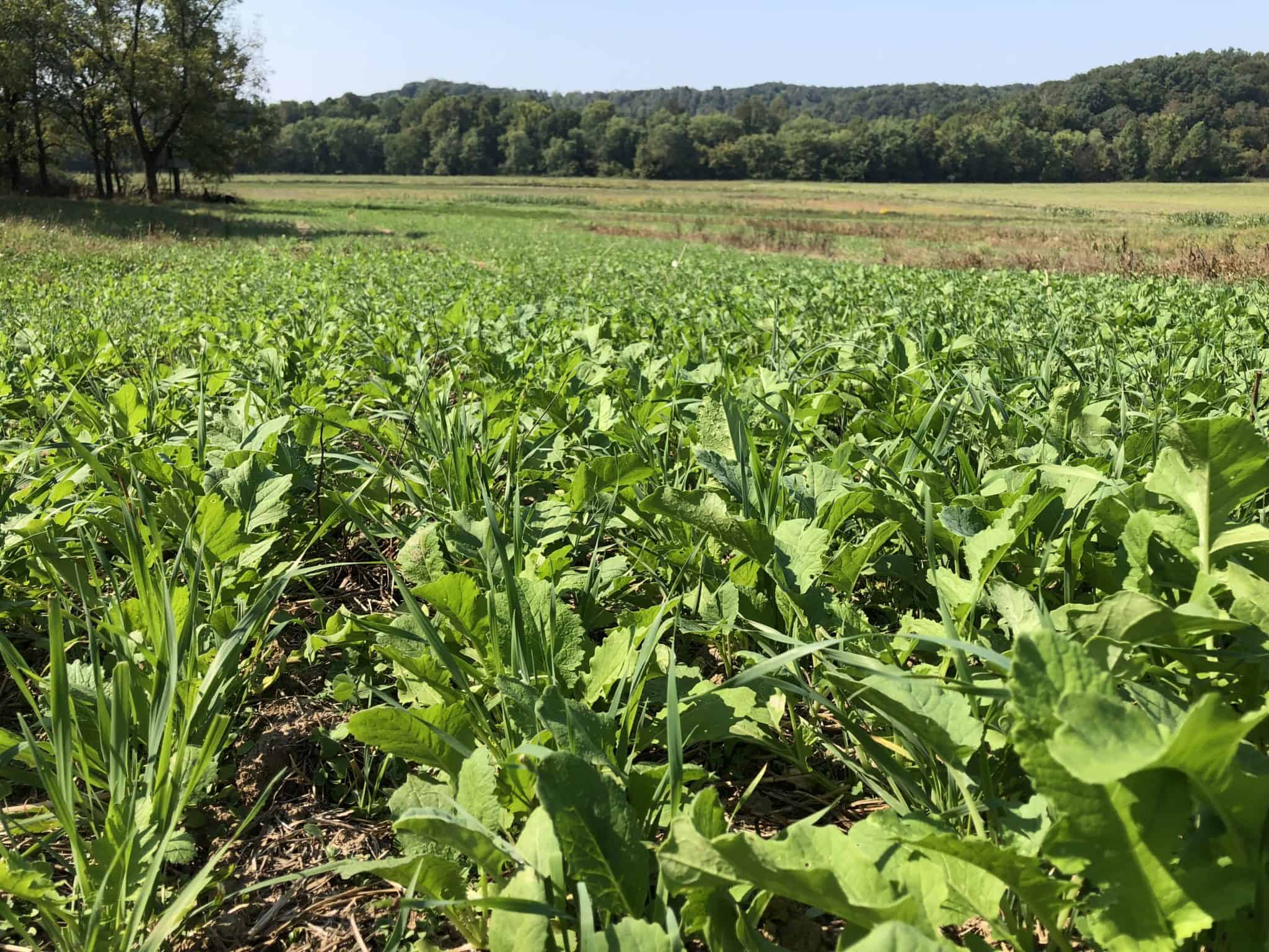 What Fall Food Plot Blend is Best For You - Land & Legacy