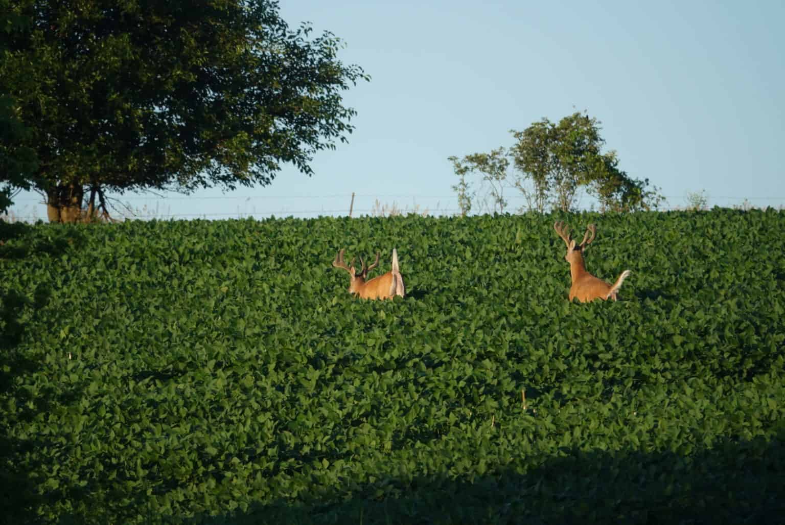 Fall Food Plot Guide with Stratton Seed - Land & Legacy