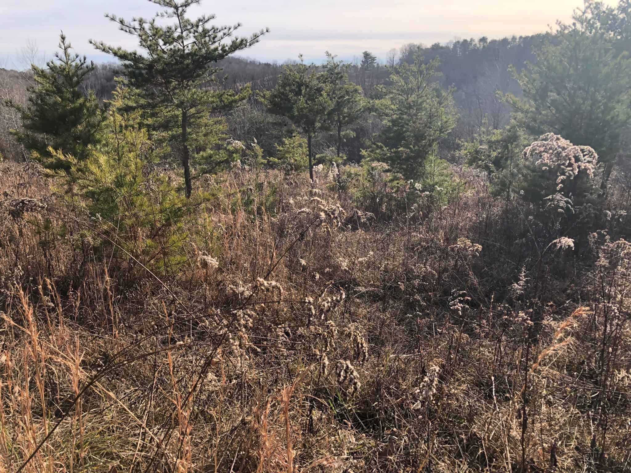 How to Shrink a Deer's Home Range - Land & Legacy